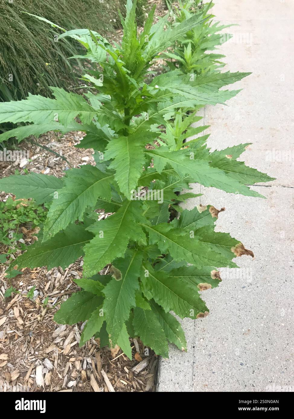 American burnweed (Erechtites hieraciifolius Stock Photo - Alamy