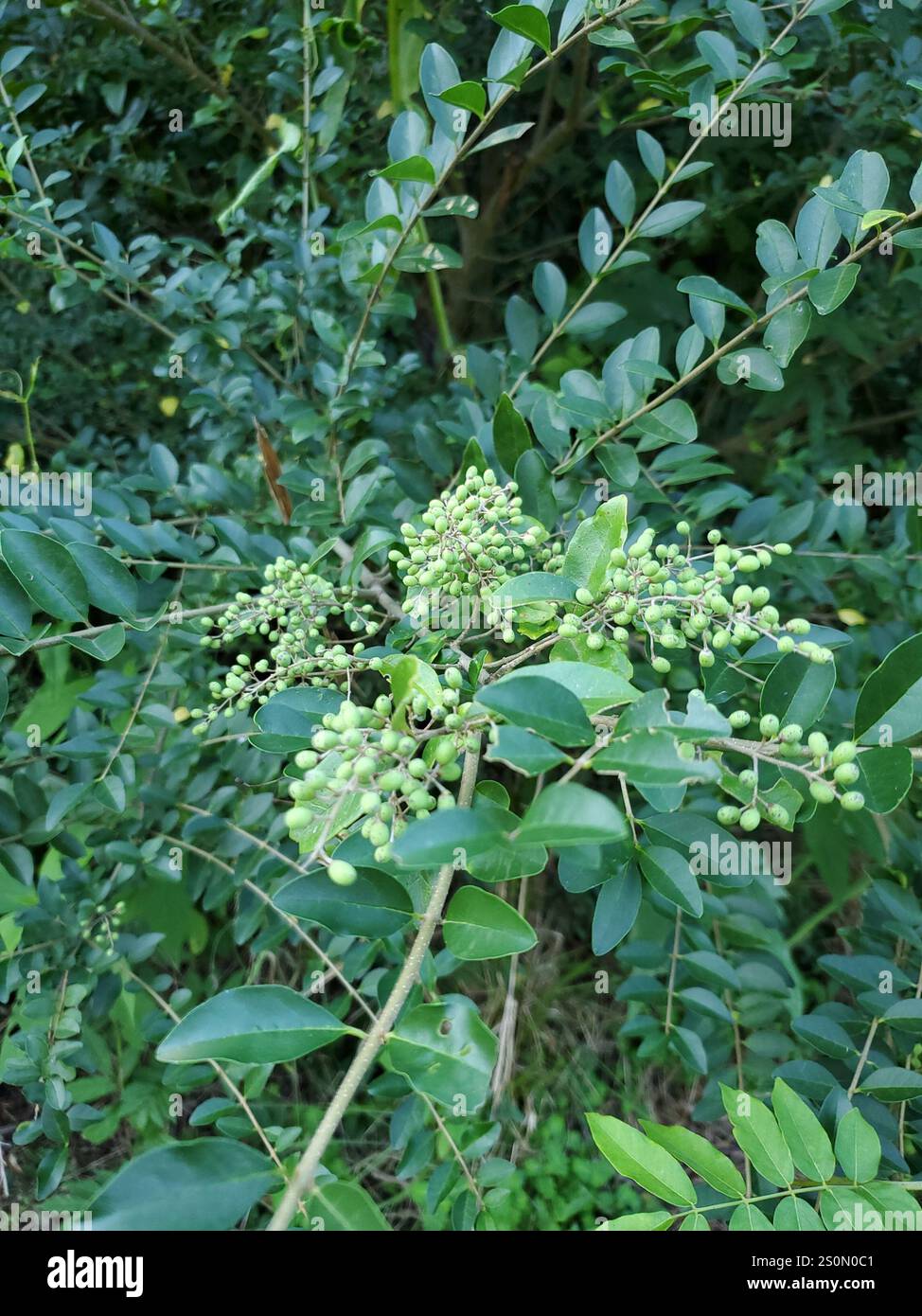 Chinese privet (Ligustrum sinense Stock Photo - Alamy