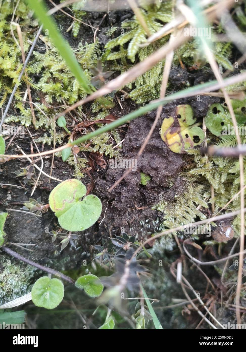 kidney weed (Dichondra repens Stock Photo - Alamy