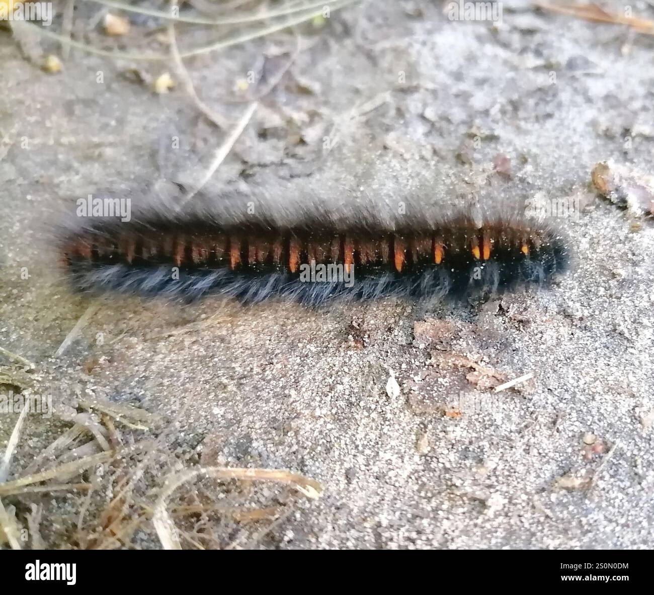 Fox Moth (Macrothylacia rubi Stock Photo - Alamy