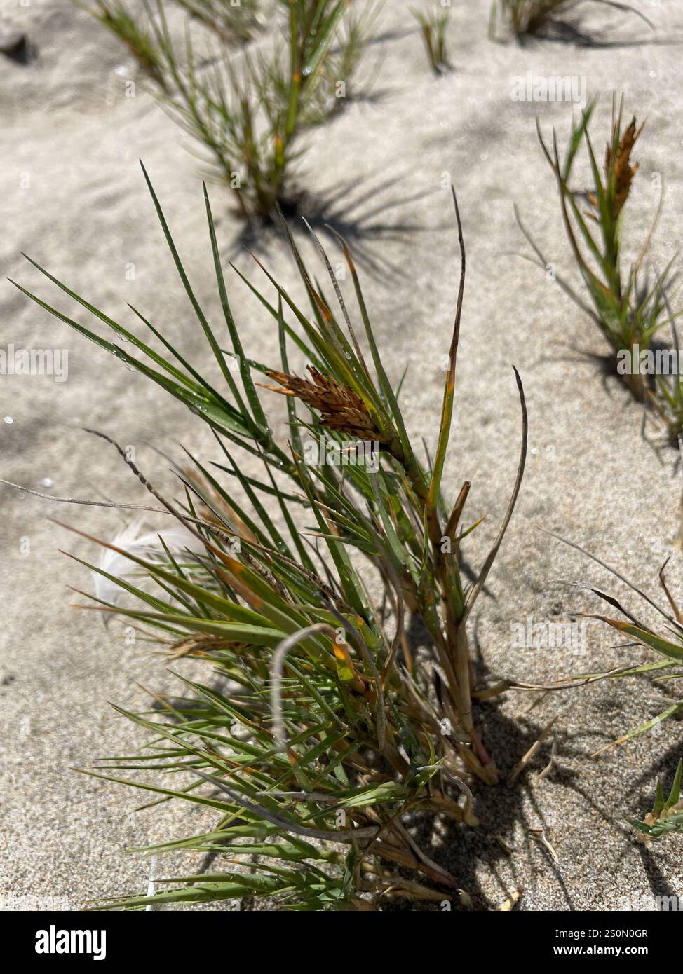 Saltgrass (Distichlis spicata Stock Photo - Alamy