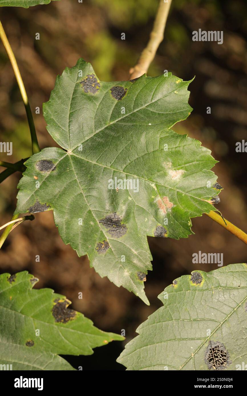 Sycamore Felt Gall Mite (Aceria pseudoplatani Stock Photo - Alamy