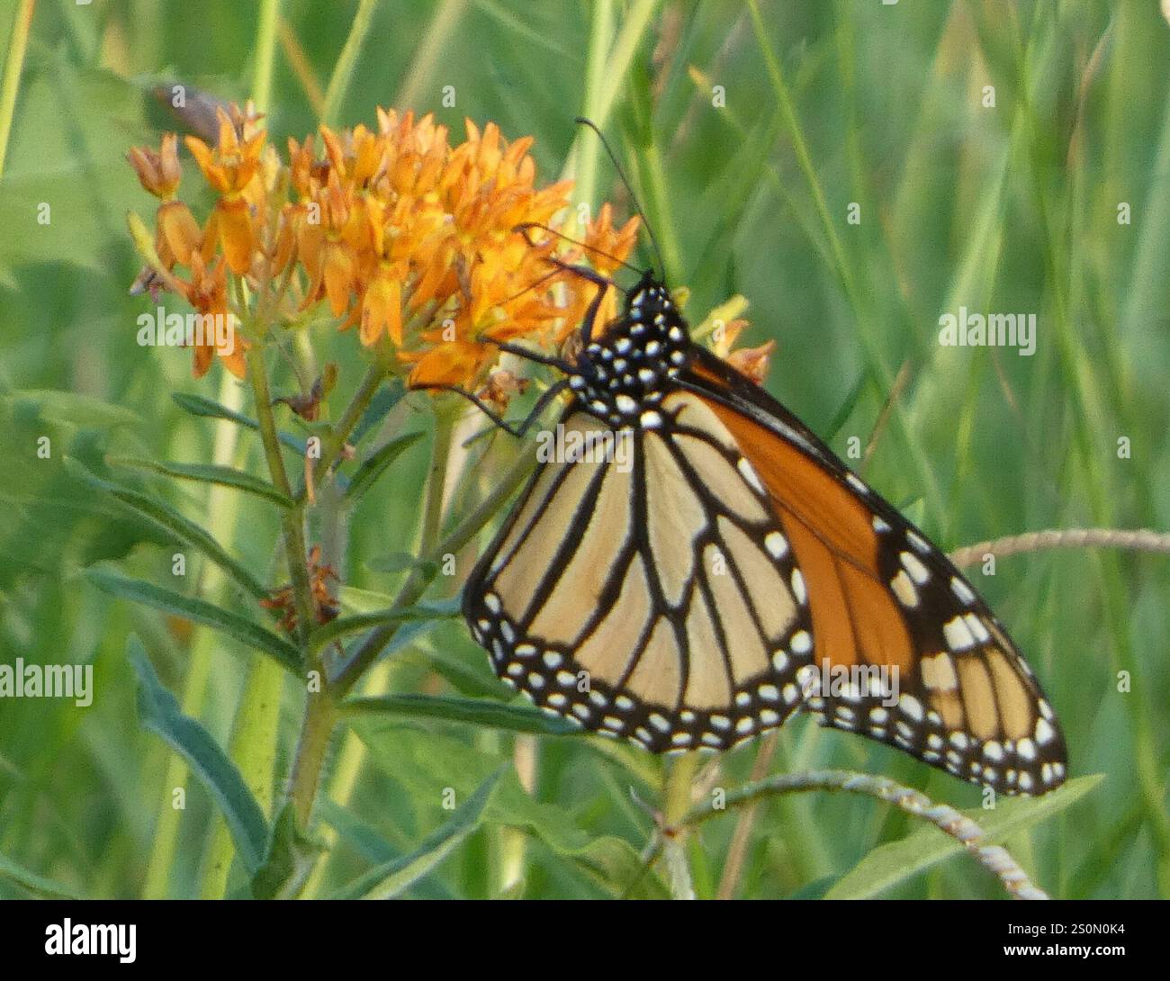 Monarch (Danaus plexippus Stock Photo - Alamy