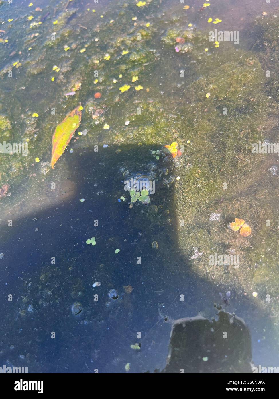 greater duckweed (Spirodela polyrhiza Stock Photo - Alamy