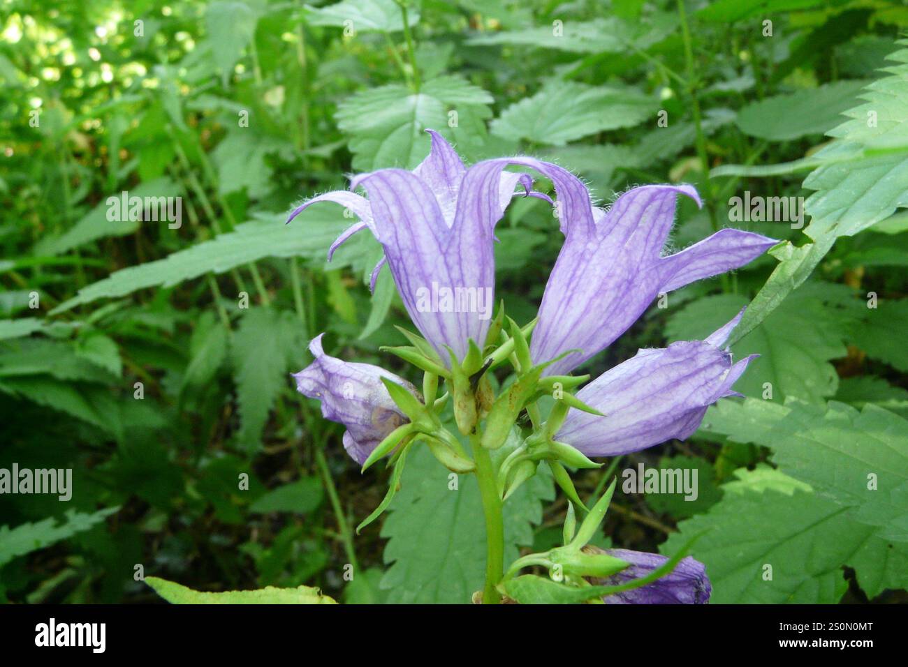 Giant Bellflower (Campanula latifolia Stock Photo - Alamy