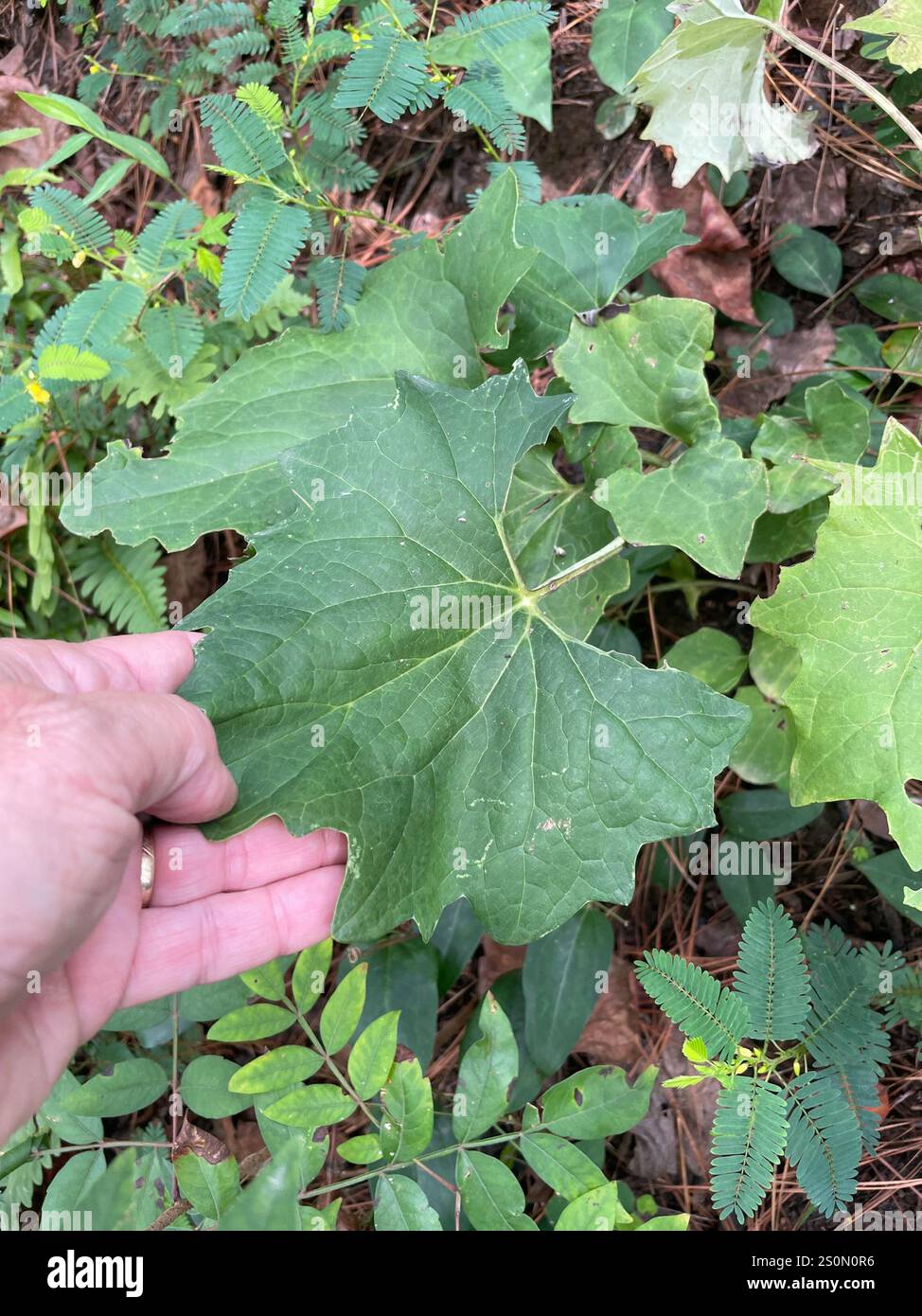 pale Indian plantain (Arnoglossum atriplicifolium Stock Photo - Alamy