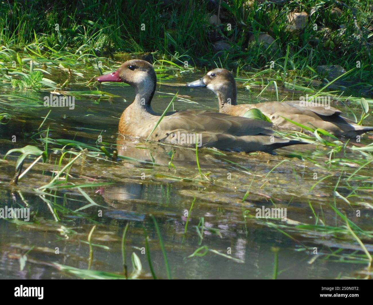 Brazilian Teal (Amazonetta brasiliensis Stock Photo - Alamy