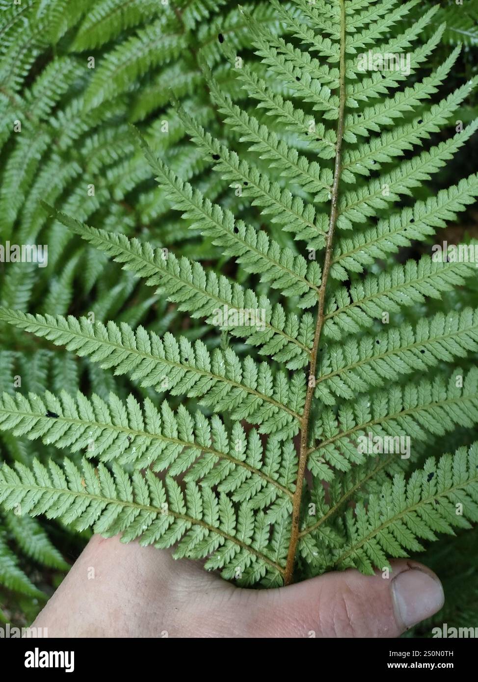 golden tree fern (Dicksonia fibrosa Stock Photo - Alamy