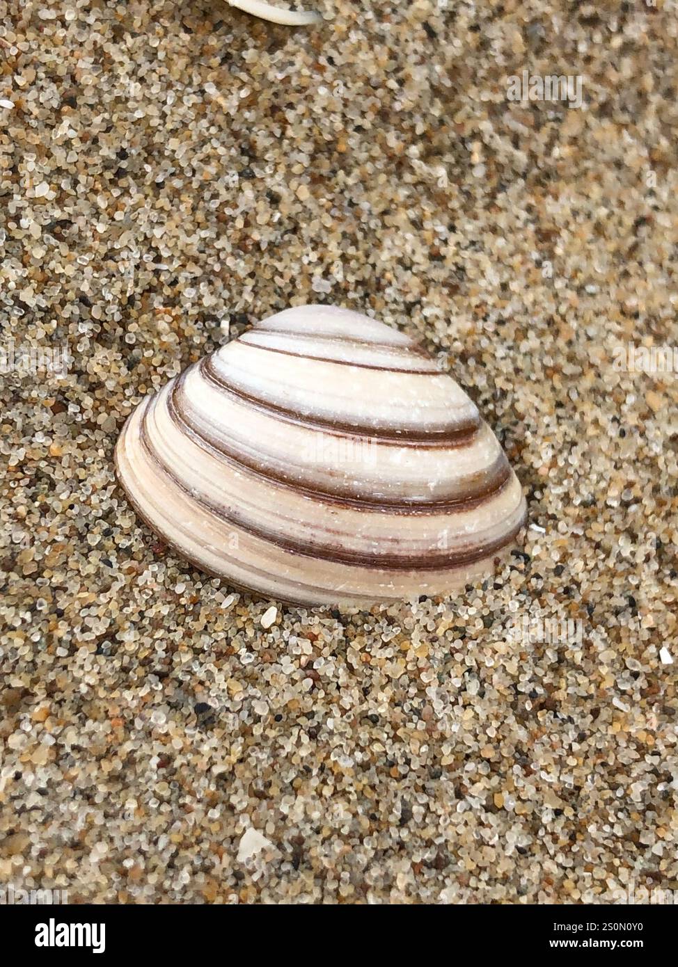 Elliptical Trough Shell (Spisula elliptica Stock Photo - Alamy