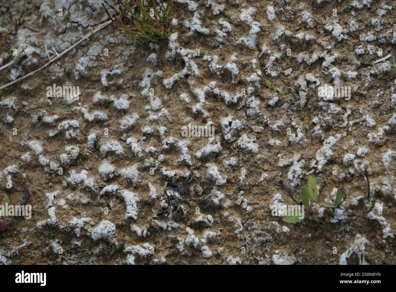 Powder-tipped Rosette Lichen (Physcia dubia Stock Photo - Alamy
