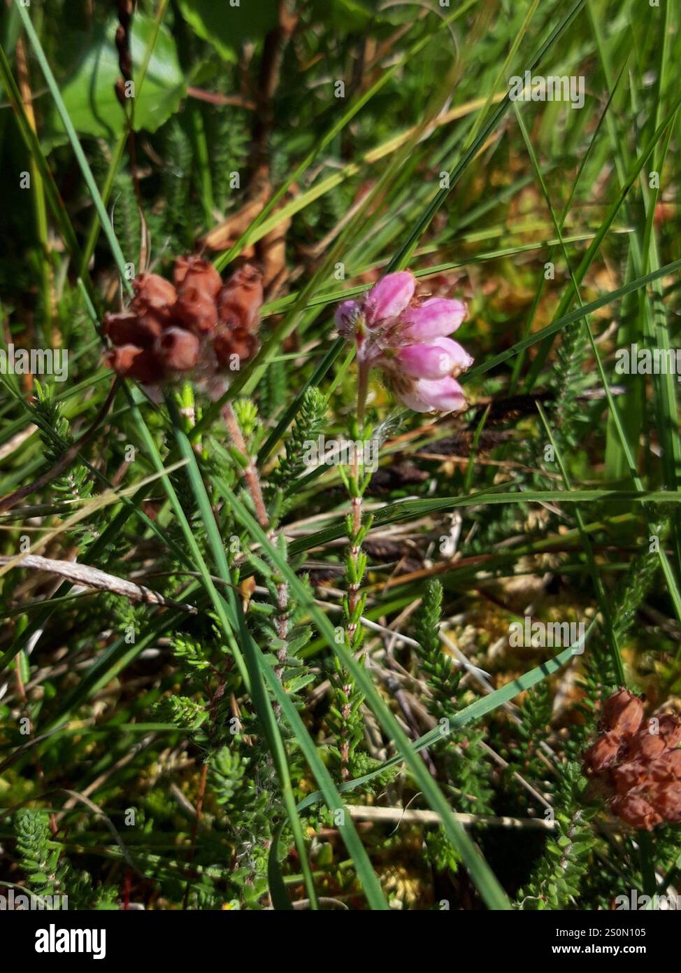 Cross-leaved Heath (Erica tetralix Stock Photo - Alamy