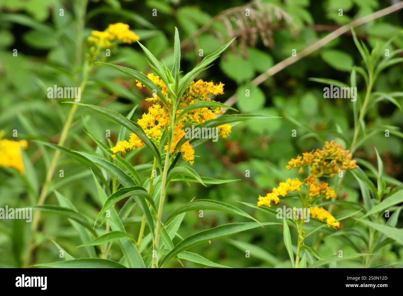 giant goldenrod (Solidago gigantea Stock Photo - Alamy