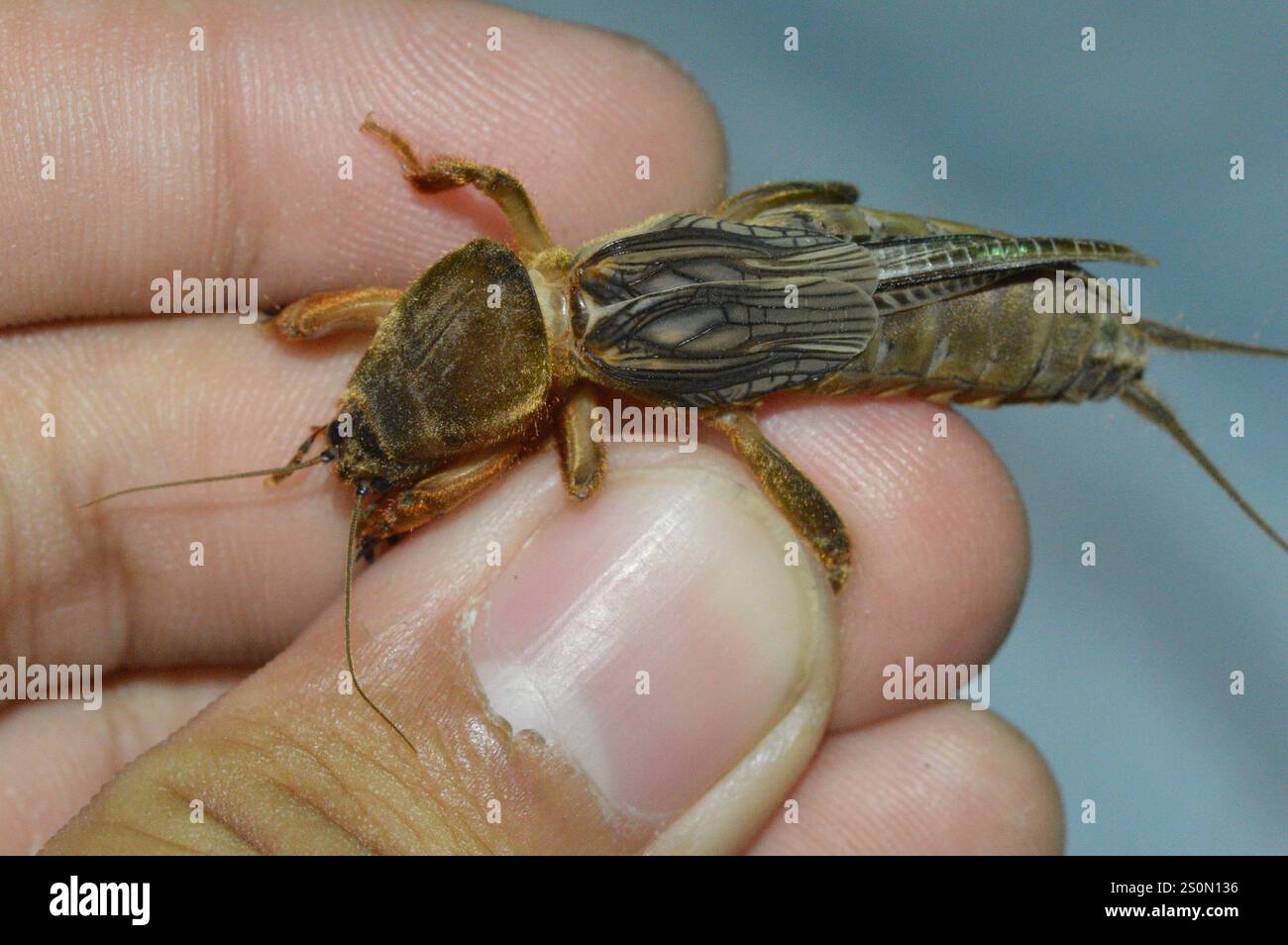 Northern Mole Cricket (Neocurtilla hexadactyla Stock Photo - Alamy