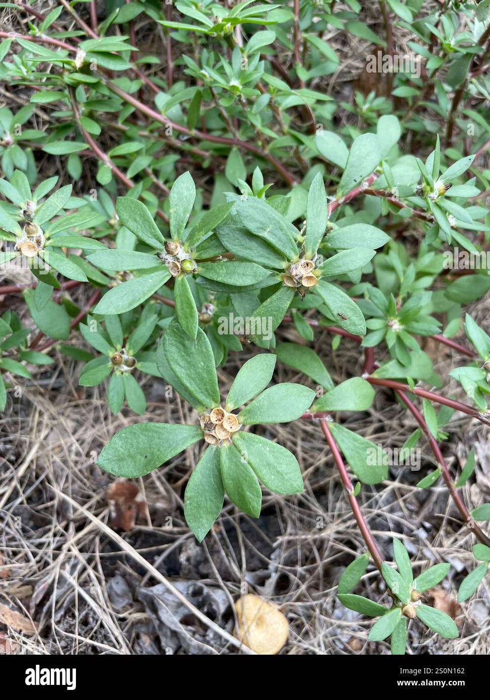 Paraguayan Purslane (Portulaca amilis Stock Photo - Alamy