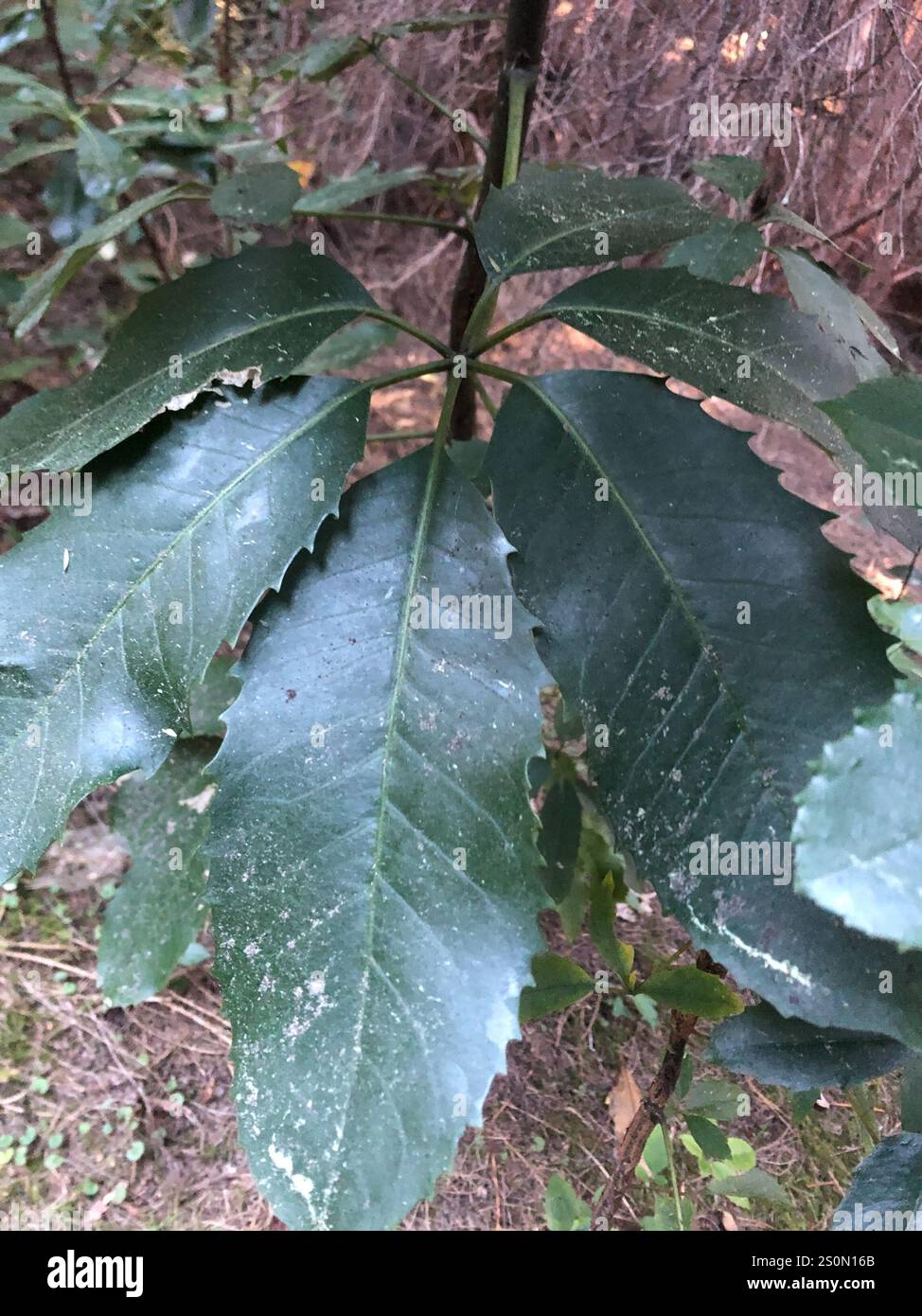 five finger (Pseudopanax arboreus Stock Photo - Alamy
