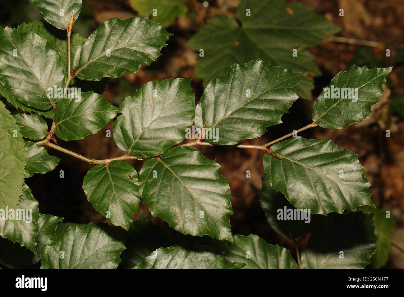European beech (Fagus sylvatica Stock Photo - Alamy