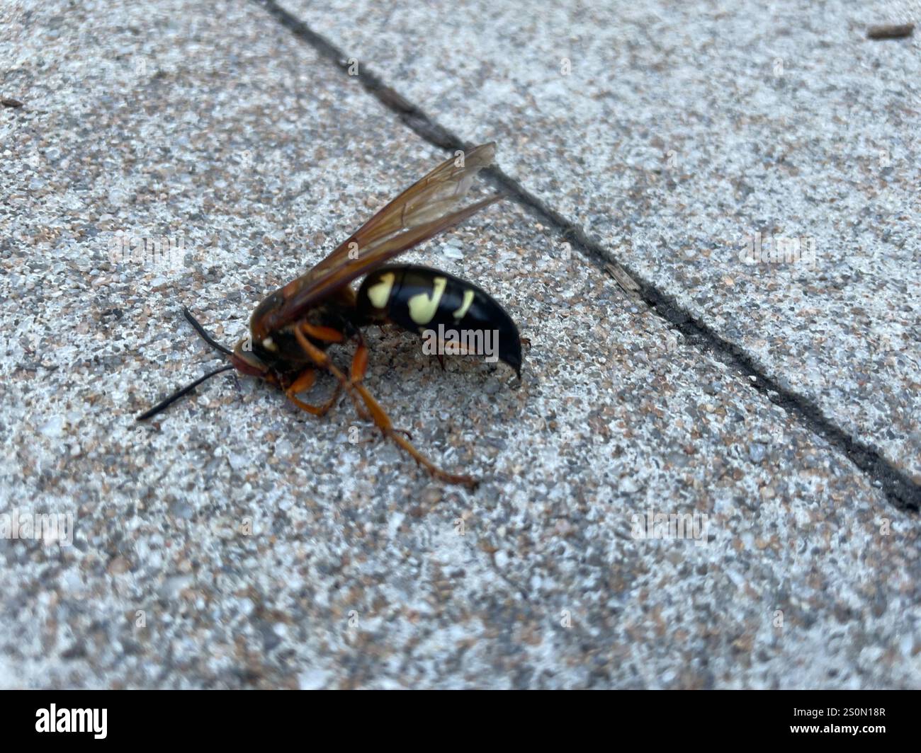 Eastern Cicada-killer Wasp (Sphecius speciosus Stock Photo - Alamy