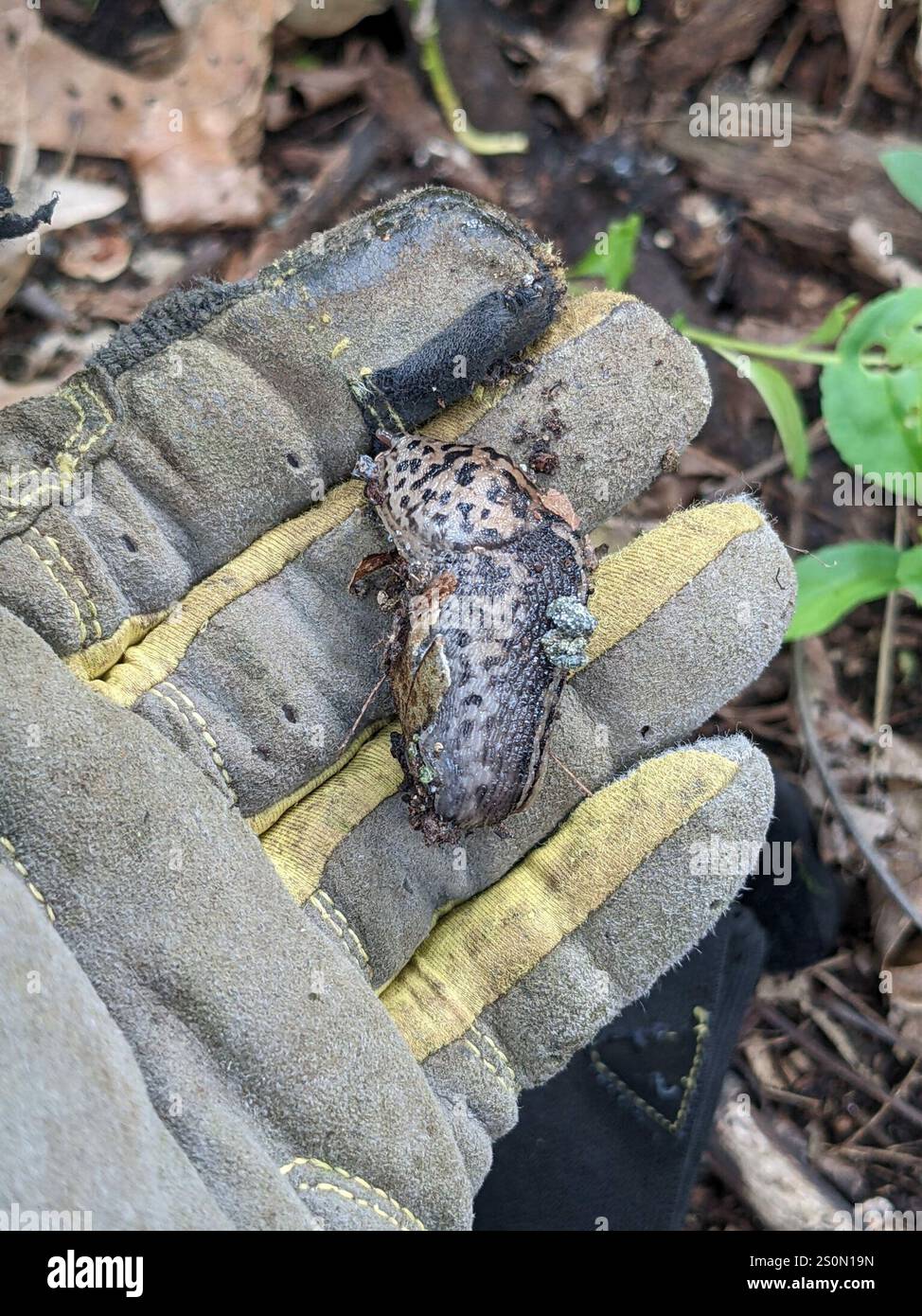 Leopard Slug (Limax maximus Stock Photo - Alamy