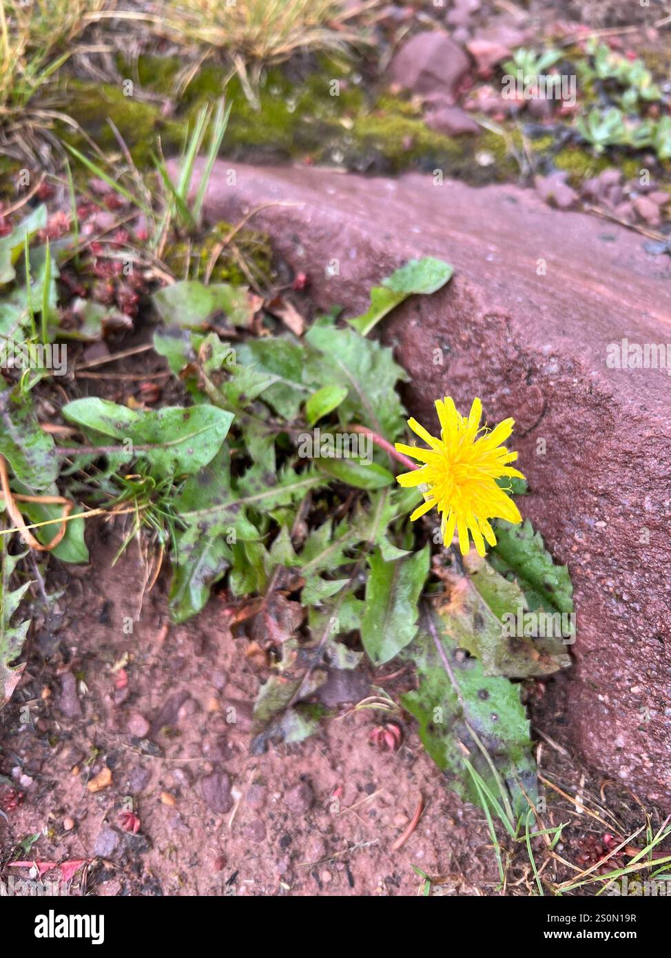 common dandelion (Taraxacum officinale Stock Photo - Alamy