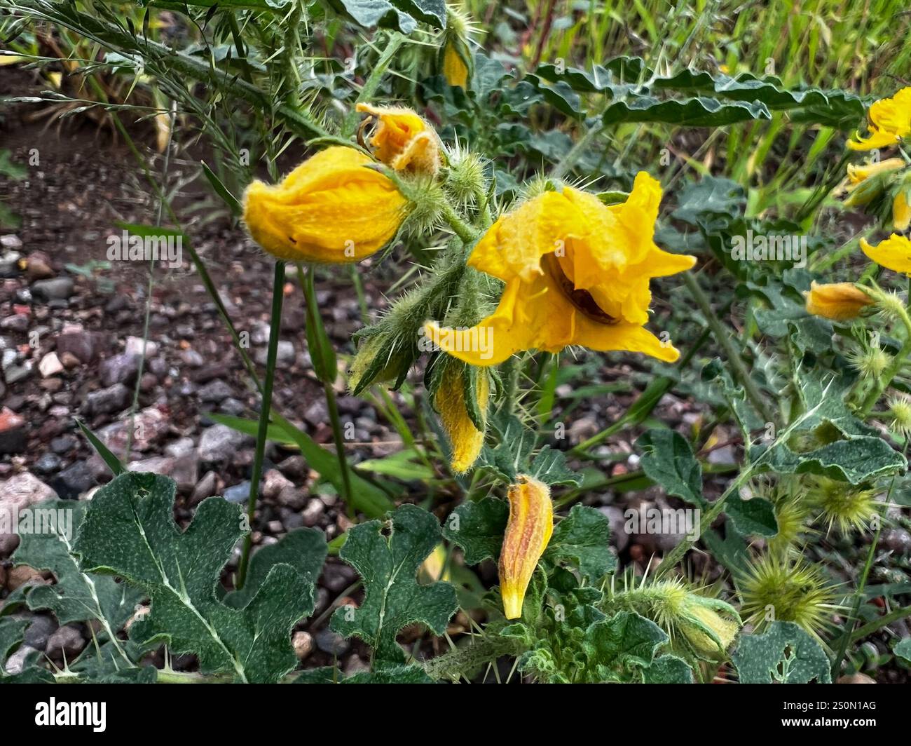 buffalo-bur (Solanum rostratum Stock Photo - Alamy