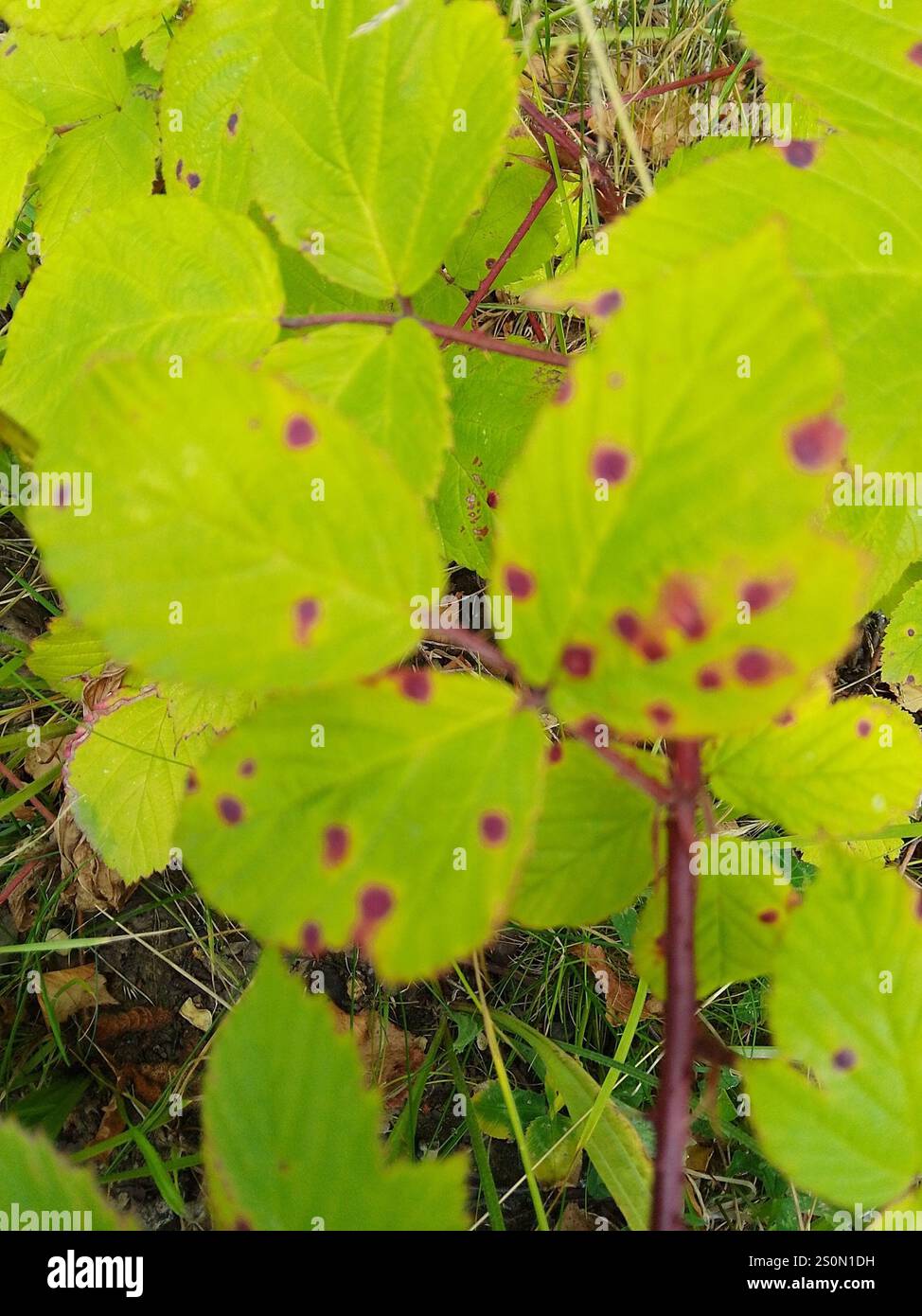 Rubus rust (Phragmidium violaceum Stock Photo - Alamy