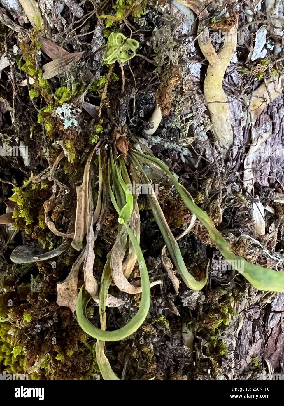 Strap fern (Notogrammitis angustifolia Stock Photo - Alamy