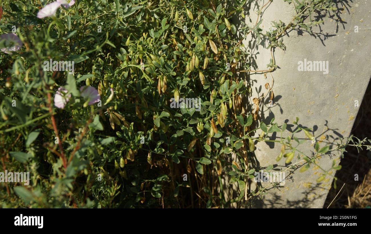 Syrian bean-caper (Zygophyllum fabago Stock Photo - Alamy