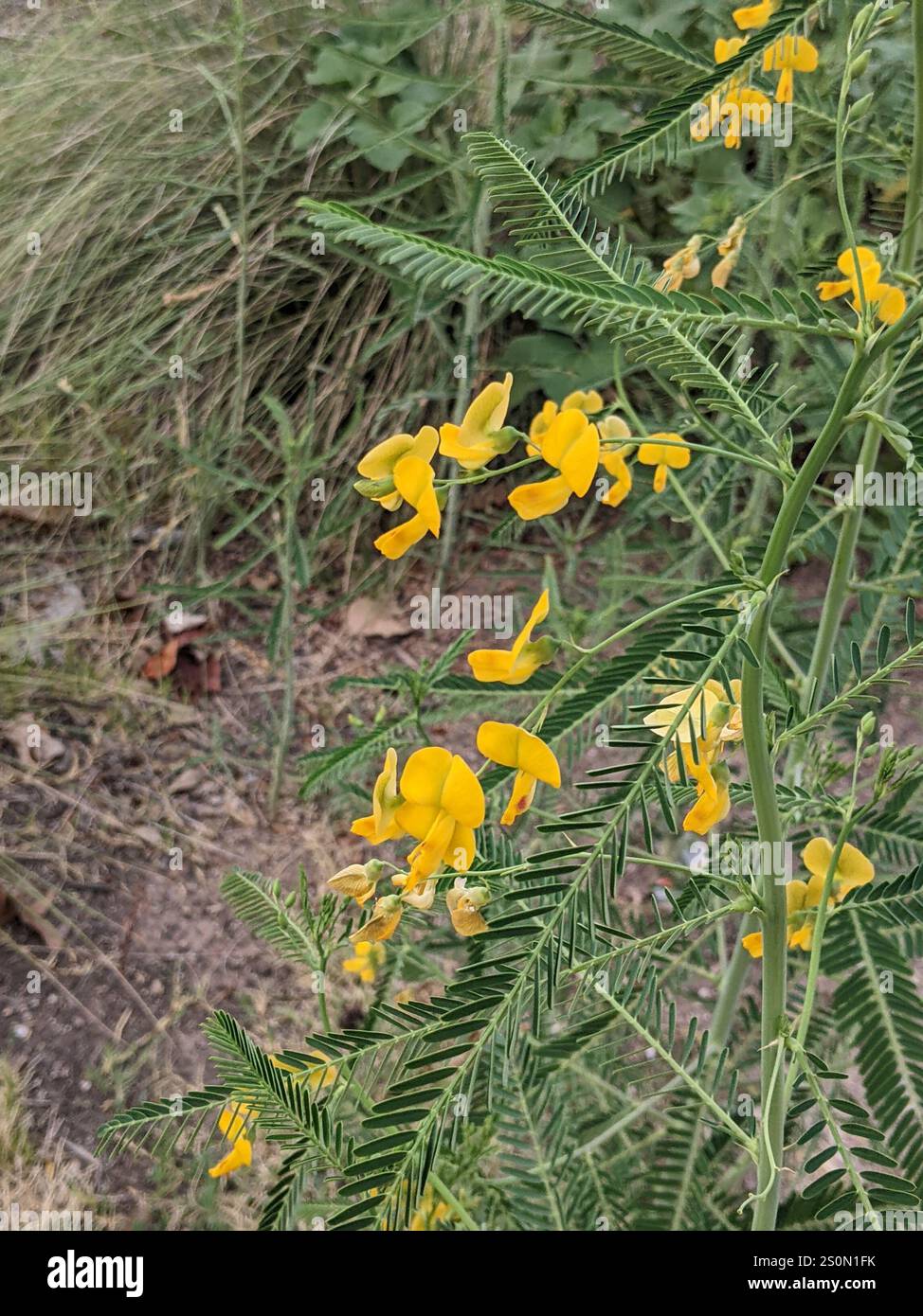 bigpod sesbania (Sesbania herbacea Stock Photo - Alamy