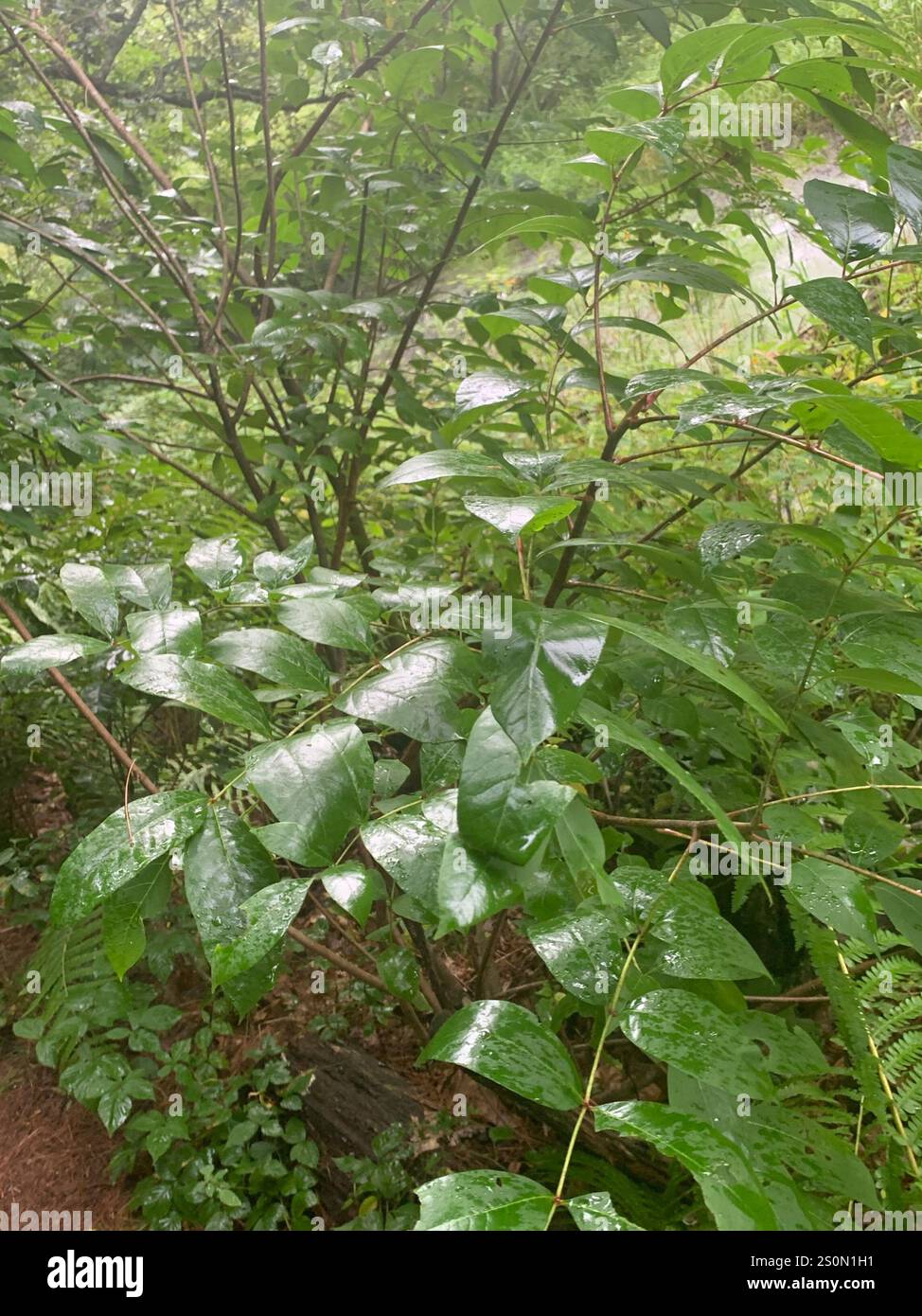 poison sumac (Toxicodendron vernix Stock Photo - Alamy