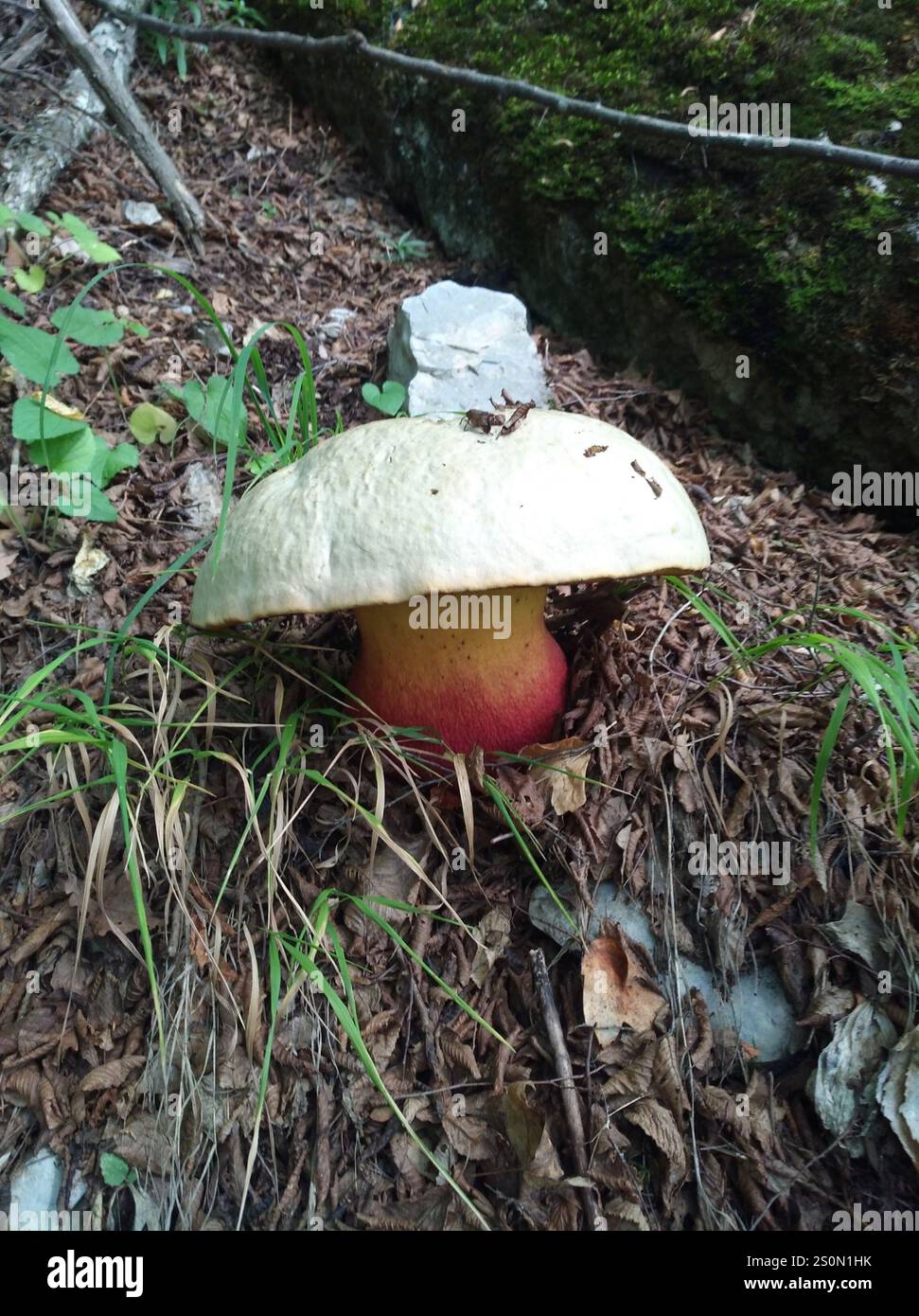 Rubroboletus satanas hi-res stock photography and images - Alamy