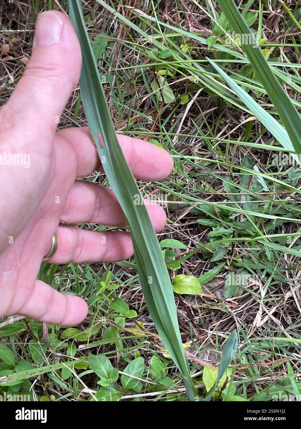 Florida paspalum (Paspalum floridanum Stock Photo - Alamy