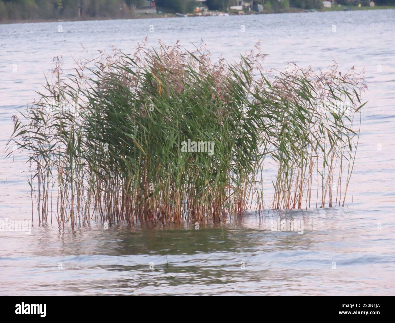 American common reed (Phragmites australis americanus Stock Photo - Alamy