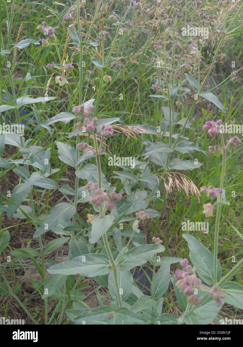 Wild Four o'Clock (Mirabilis nyctaginea Stock Photo - Alamy