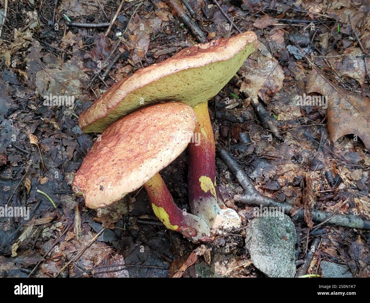 Bolete bicolor hi-res stock photography and images - Alamy