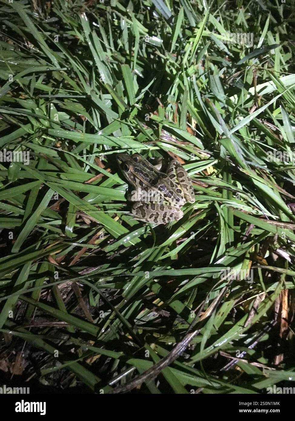 Southern Leopard Frog (Lithobates sphenocephalus Stock Photo - Alamy