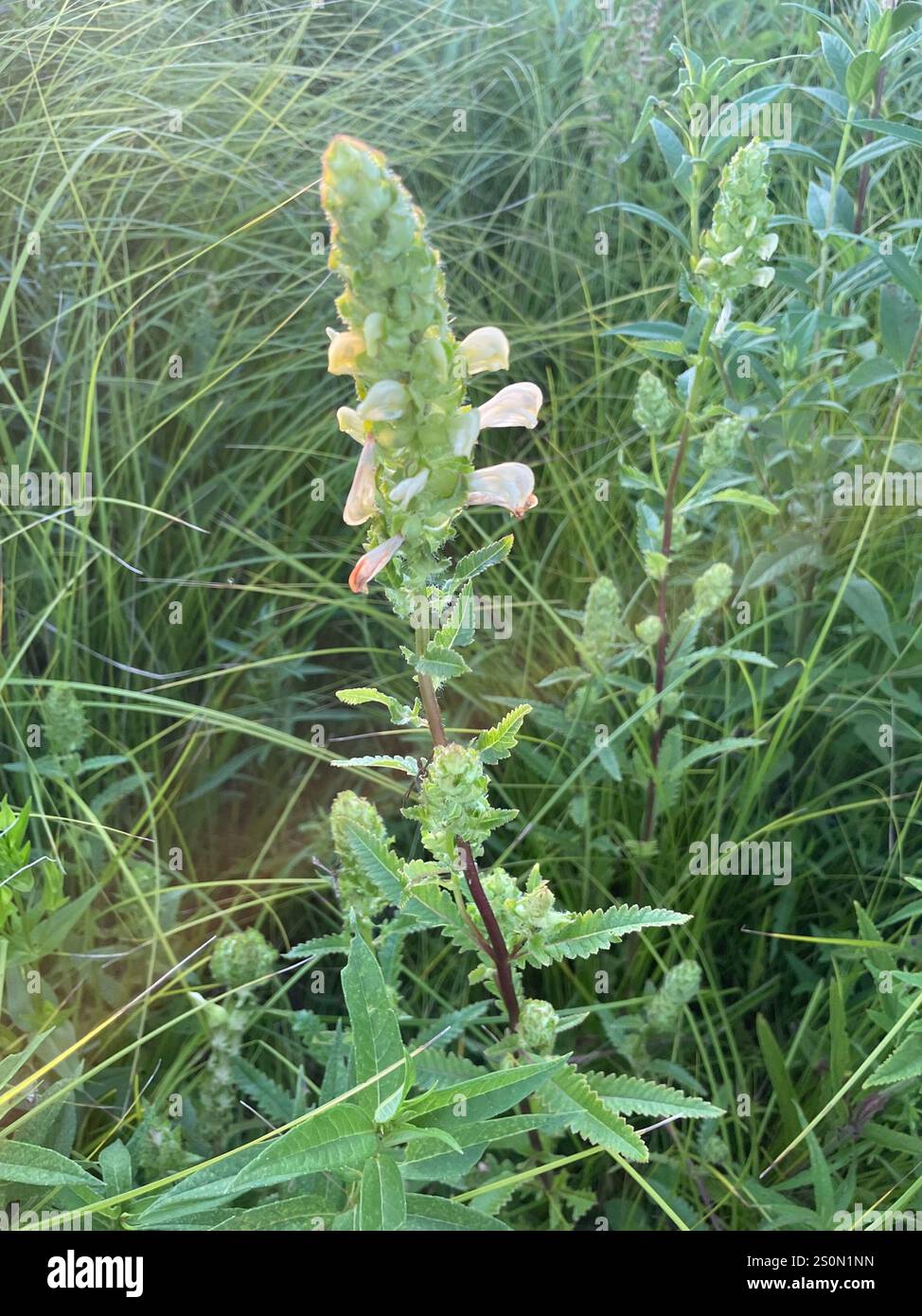 Pedicularis lanceolata hi-res stock photography and images - Alamy