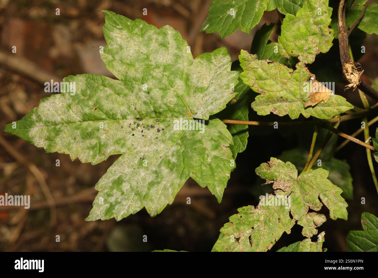 Sycamore Felt Gall Mite (Aceria pseudoplatani Stock Photo - Alamy