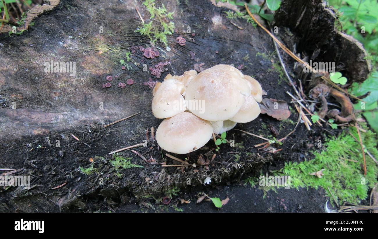 chestnut brittlestem (Homophron spadiceum Stock Photo - Alamy