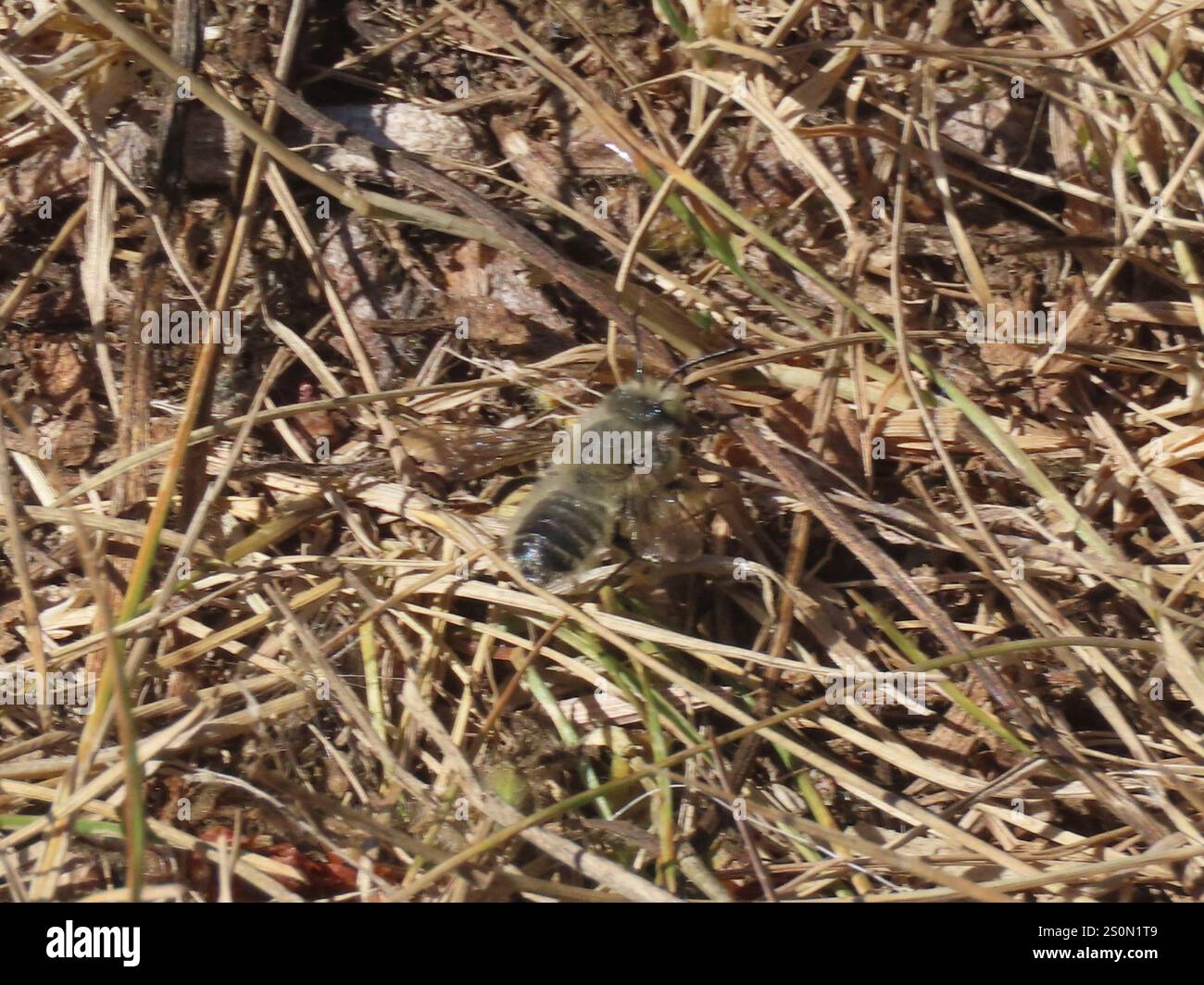 Western Leafcutter Bee (Megachile perihirta Stock Photo - Alamy