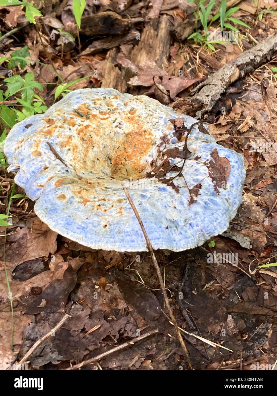 indigo milk cap (Lactarius indigo Stock Photo - Alamy