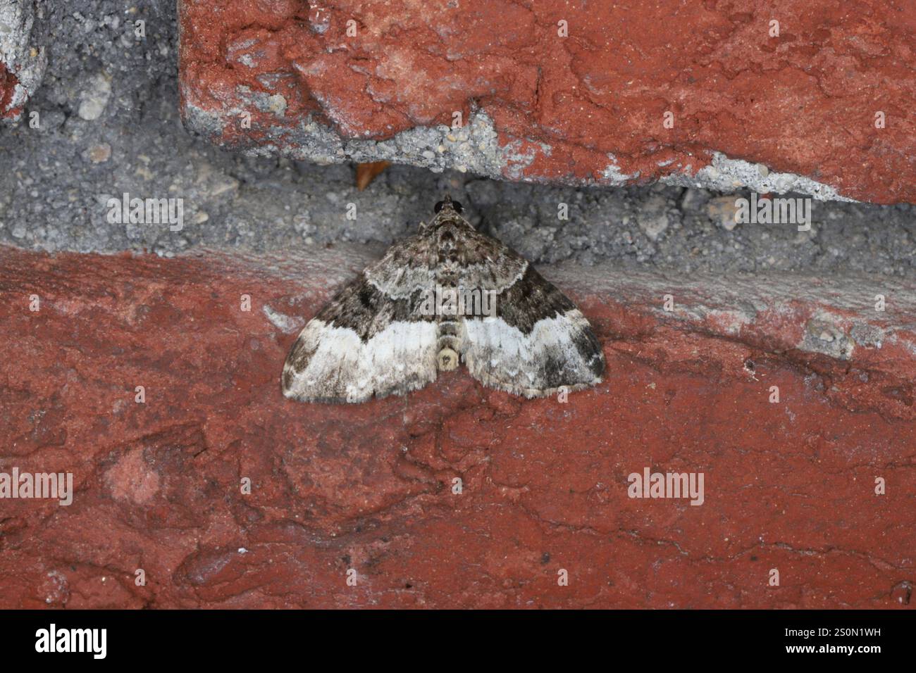 American Sharp-angled Carpet (Euphyia intermediata Stock Photo - Alamy