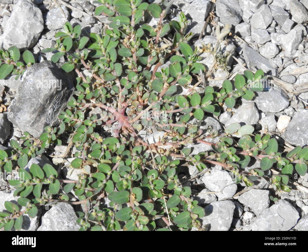 prostrate sandmat (Euphorbia prostrata Stock Photo - Alamy