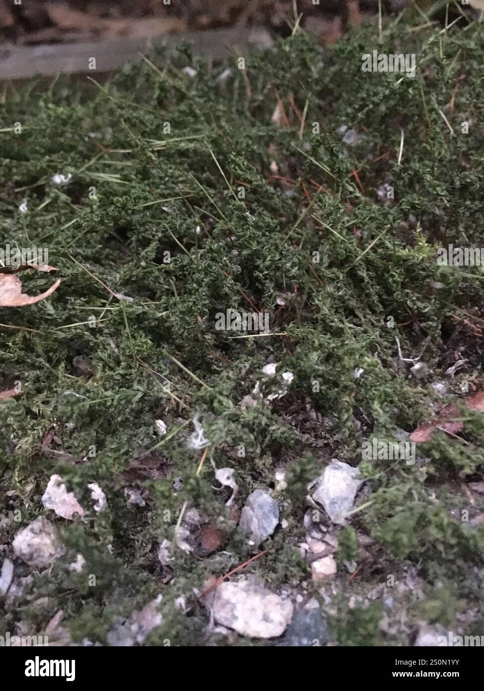 Badge Moss (Plagiomnium insigne Stock Photo - Alamy