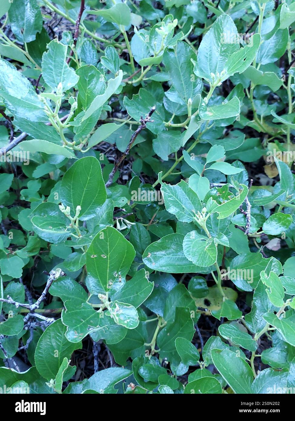Snowbrush Ceanothus (Ceanothus velutinus Stock Photo - Alamy