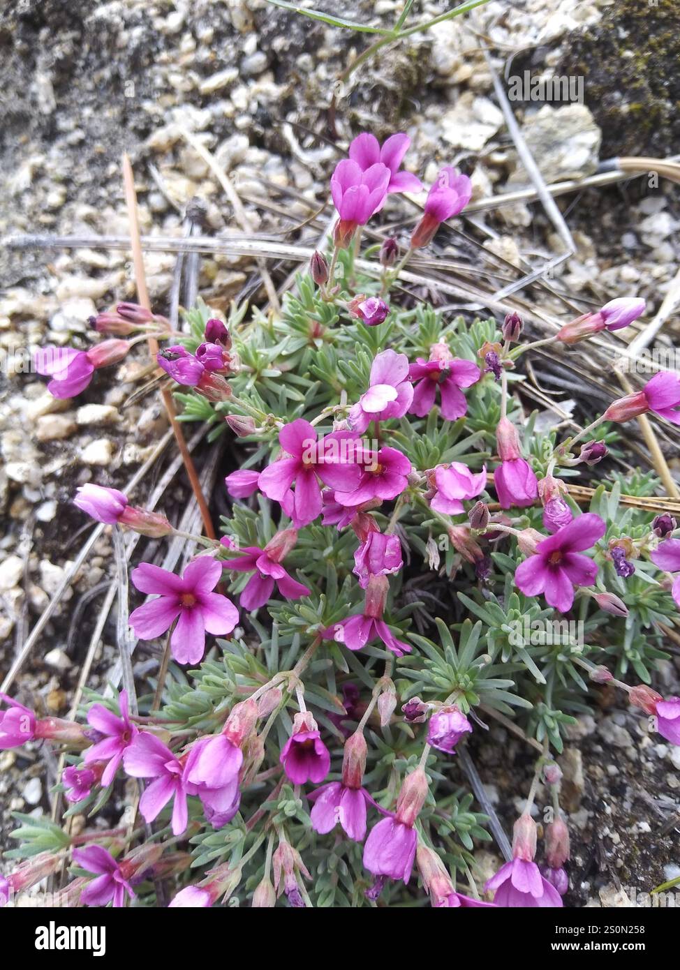 snow dwarf primrose (Androsace nivalis Stock Photo - Alamy