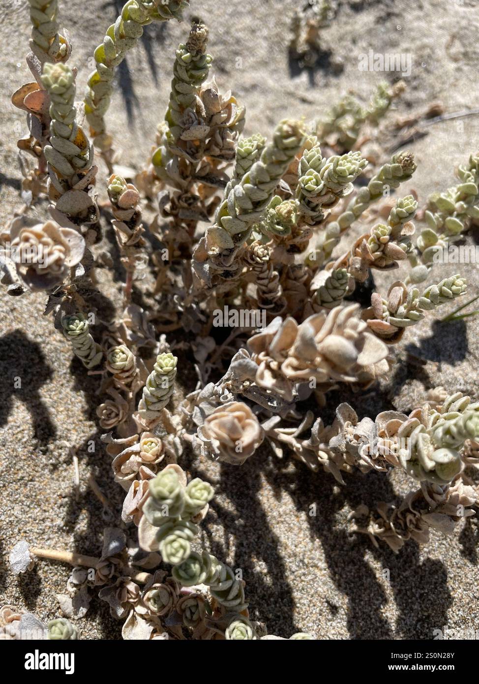 beach saltbush (Atriplex leucophylla Stock Photo - Alamy