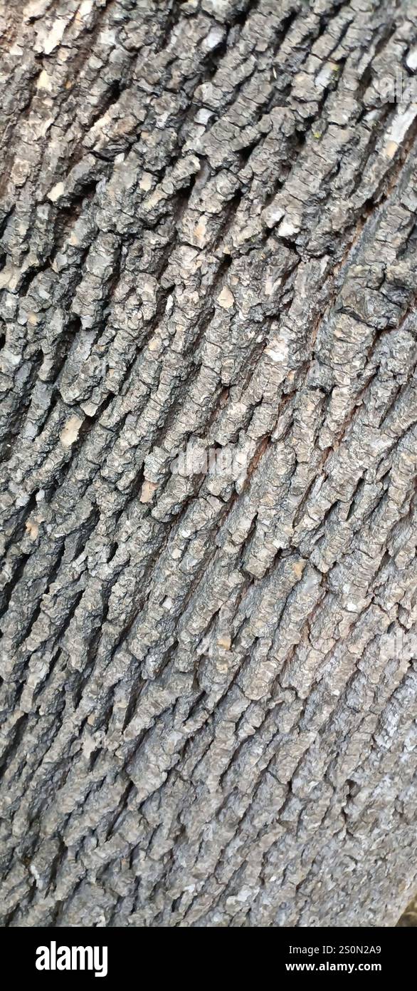 Shamel Ash (Fraxinus uhdei Stock Photo - Alamy