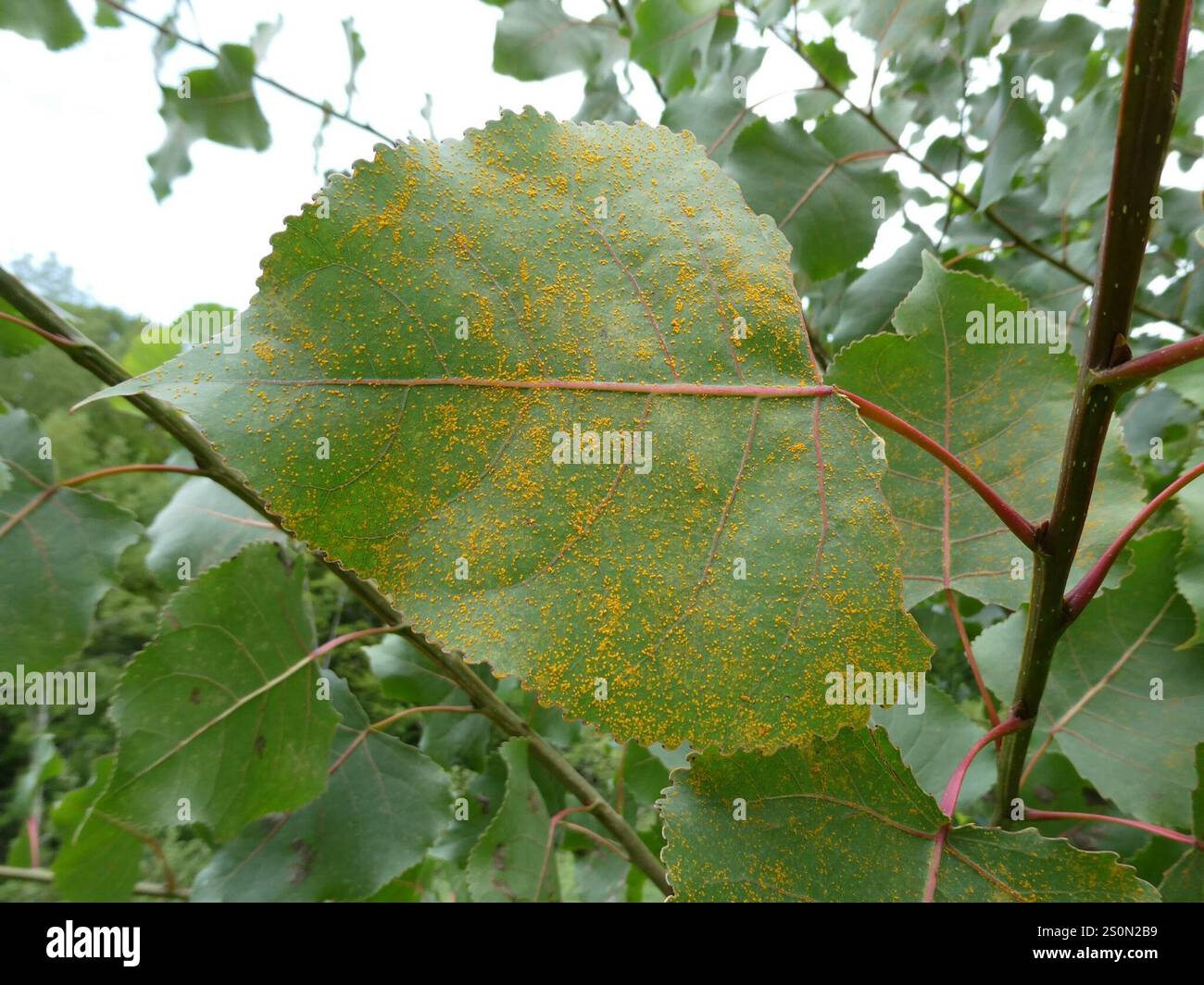 Eastern Cottonwood (Populus deltoides Stock Photo - Alamy