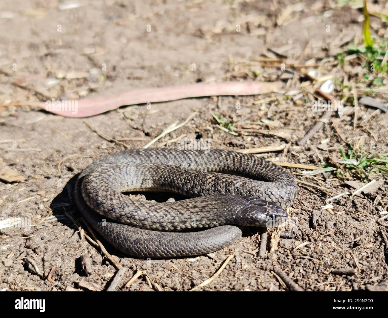 Blue-bellied Black Snake (Pseudechis guttatus Stock Photo - Alamy