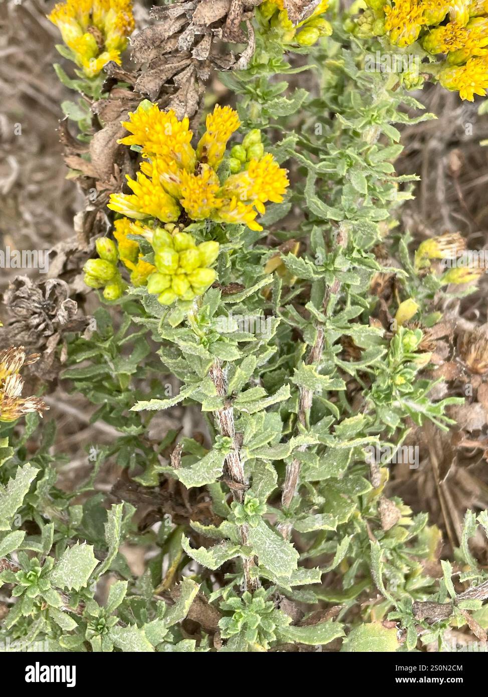 Coastal Goldenbush (Isocoma menziesii Stock Photo - Alamy